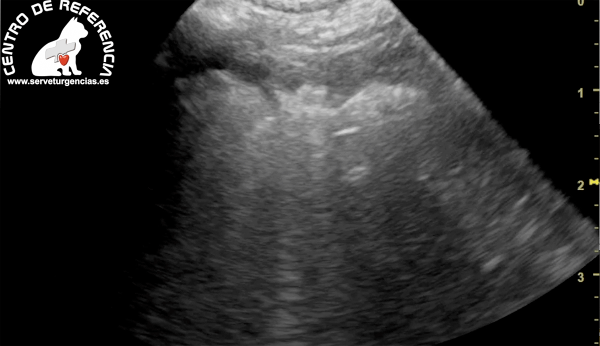 Edema pulmonar tratado en servet urgencias veterinarias